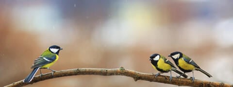 Common Garden Birds: Ultimate Guide (2020 update) | Konservatory